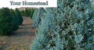 12 Ways To Repurpose Tree Stumps and logs - Home and Gardening Ideas