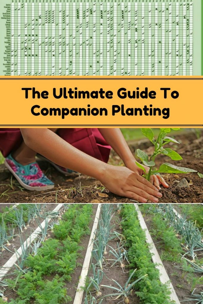 The Ultimate Guide To Companion Planting - Home and Gardening Ideas