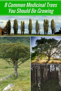 8 Common Medicinal Trees You Should Be Growing - Home and Gardening Ideas