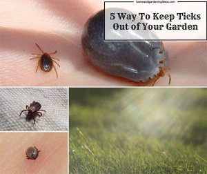 5 Way To Keep Ticks Out of Your Garden - Home and Gardening Ideas