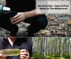 Survival Tips - How To Find Water In The Wilderness - Home and ...