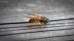 8 Ways to Get Rid of Wasps and Keep Them From Returning - Home and ...