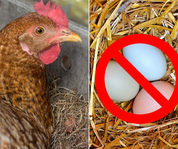 6 Common Reasons Why Your Hens Stop Laying - Home and Gardening Ideas 6 Common Reasons Why Your Hens Stop Laying - Home and Gardening Ideas