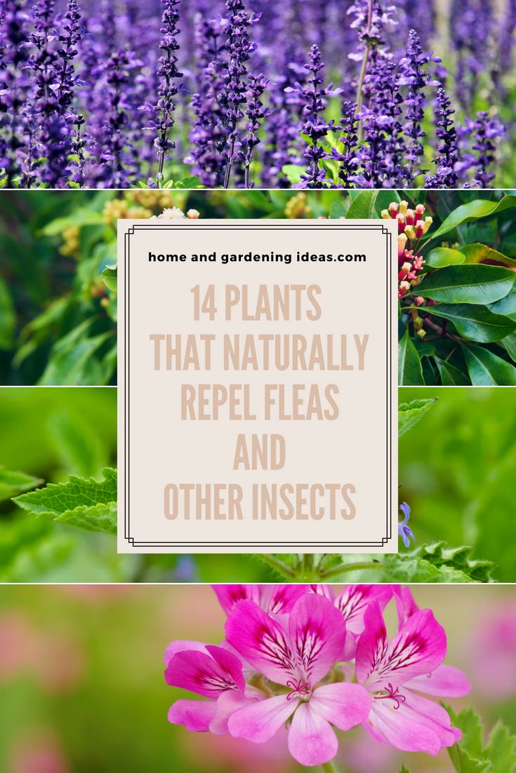 14 Plants that Naturally Repel Fleas and Other Insects - Home and ... 14 Plants that Naturally Repel Fleas and Other Insects - Home and ...