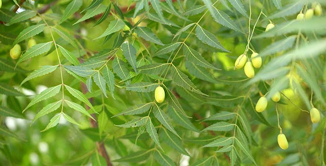14 Plants that Naturally Repel Fleas and Other Insects - Home and ... 14 Plants that Naturally Repel Fleas and Other Insects - Home and ...