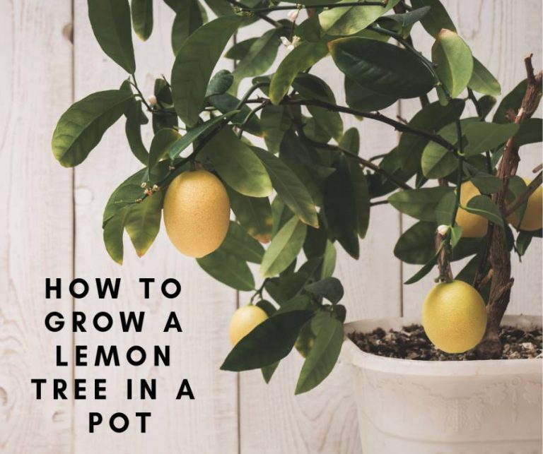 How To Grow A Lemon Tree In A Pot - Home and Gardening Ideas