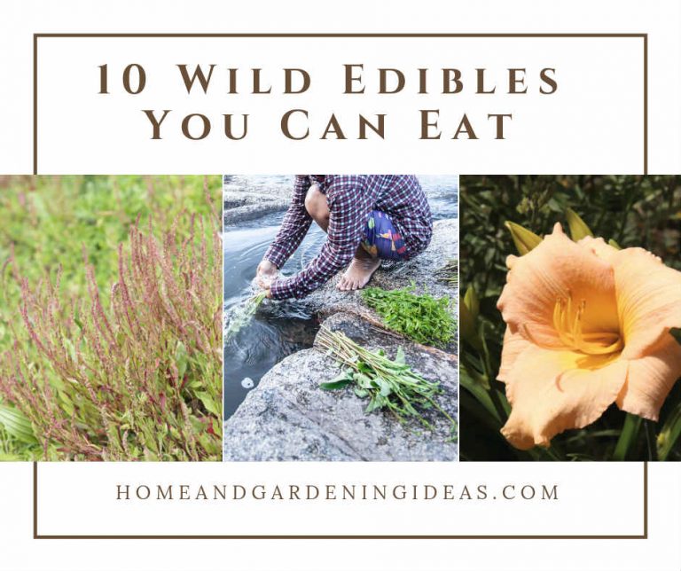 10 Wild Edibles You Can Eat - Home and Gardening Ideas