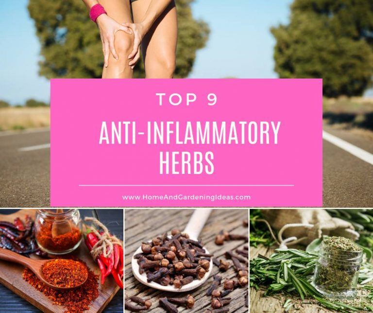 9 Top Anti Inflammatory Herbs Home And Gardening Ideas