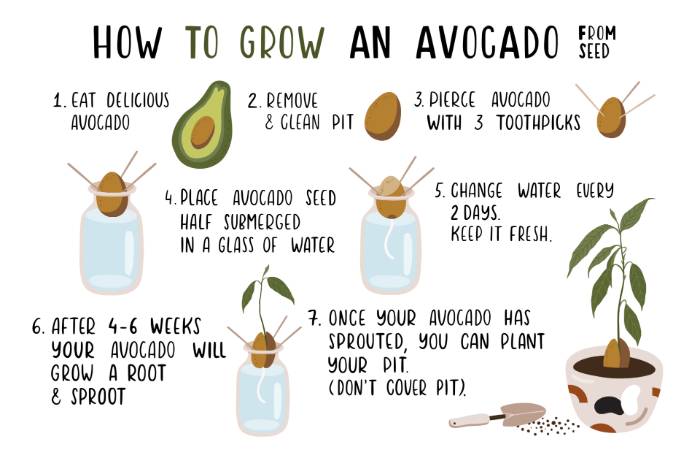 How Do I Plant Avocado - Back Gardener How Do I Plant Avocado - Back Gardener