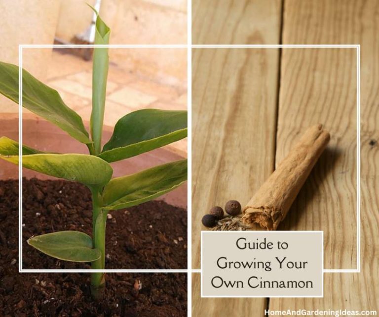 A Step-by-Step Guide to Growing Your Own Cinnamon from Scratch - Home ...