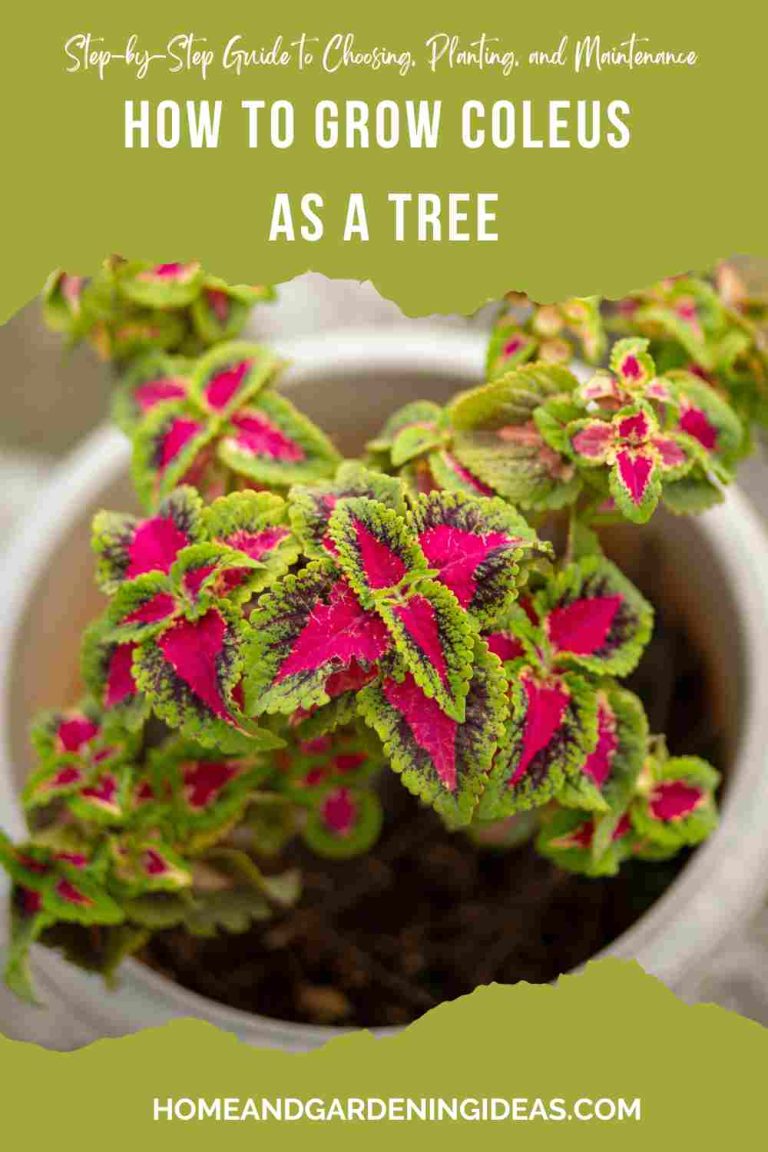 How to Grow Coleus as a Tree - Home and Gardening Ideas