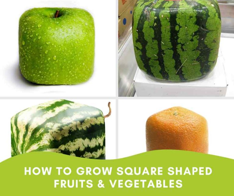 How To Grow Square Shaped Fruits & Vegetables - Home and Gardening Ideas