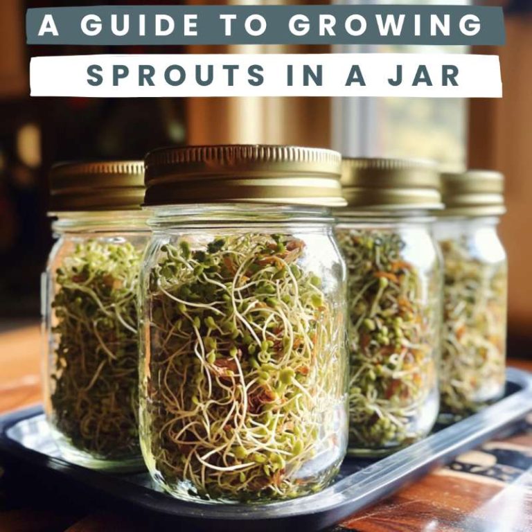 A Guide to Growing Sprouts in a Jar - Home and Gardening Ideas